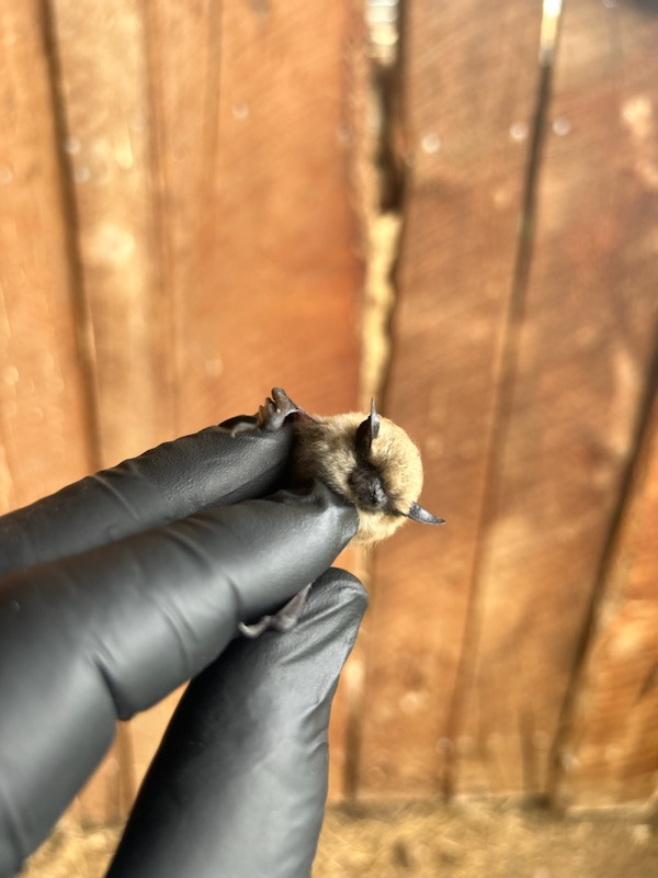 Curious Bat Relocated After Showing Up For Kindergarten In Duchesne ...