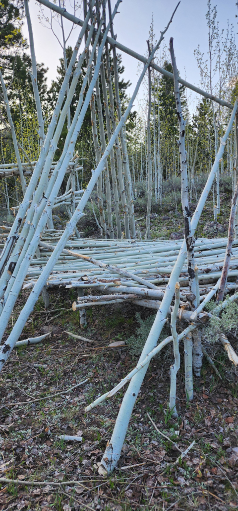Cutting Down Trees To Create Structures Prohibited On Forest | Basin Now