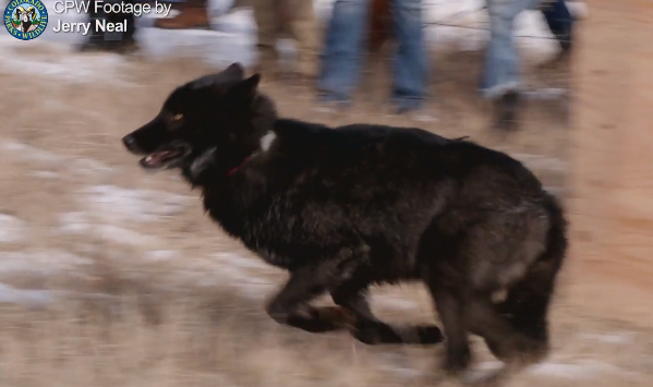 Officials Confirm First Known Wolf Pup Born To Wolves Released In ...