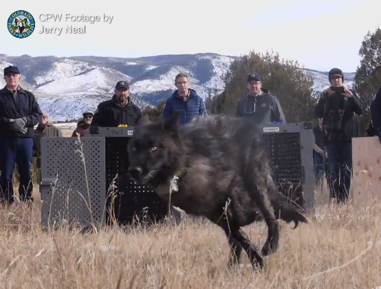 Officials Confirm First Known Wolf Pup Born To Wolves Released In ...