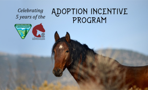 BLM To Gather Over 500 Wild Horses In Rock Springs Area | Basin Now
