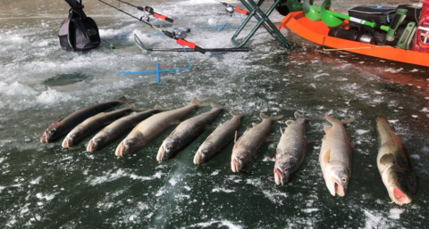 Fishing Contests Helping With Flaming Gorge Small Lake Trout Management ...