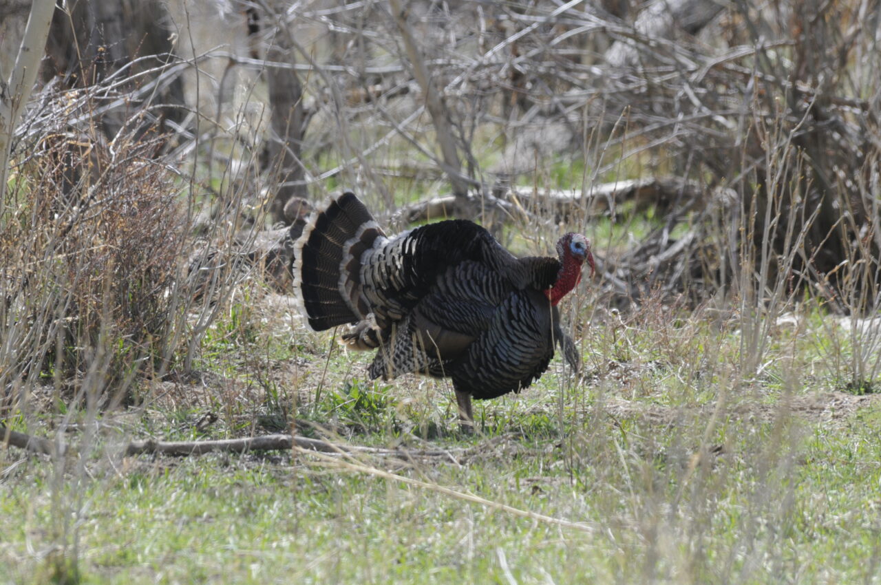 DWR: What To Expect In Northeastern Utah During 2025 Spring Turkey ...
